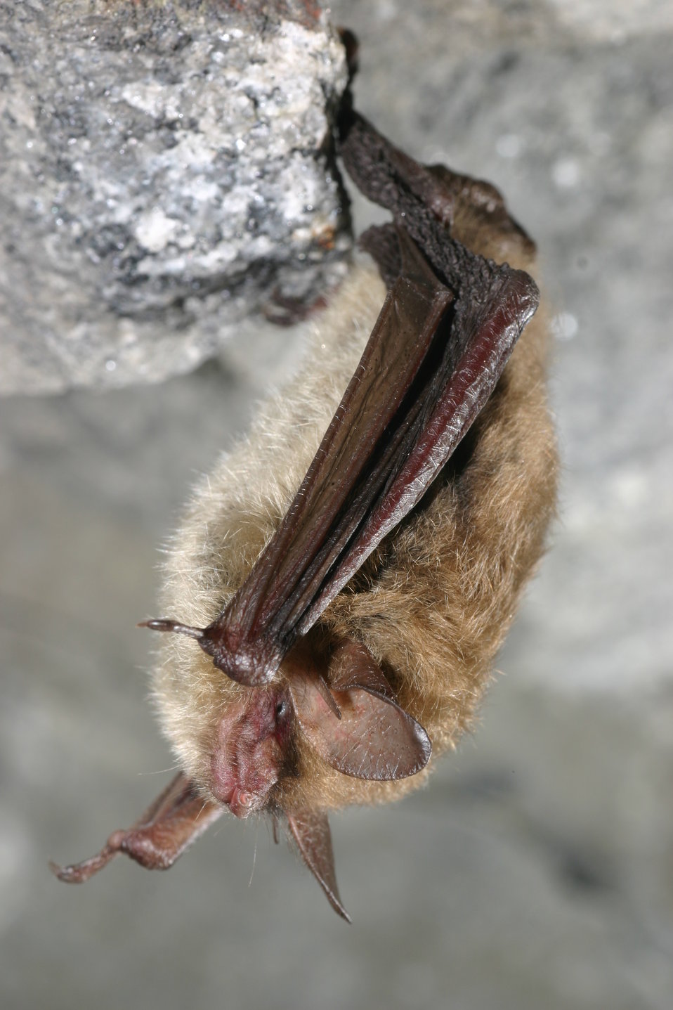 Public Domain Picture Northern Long eared Bat ID 13970356213626