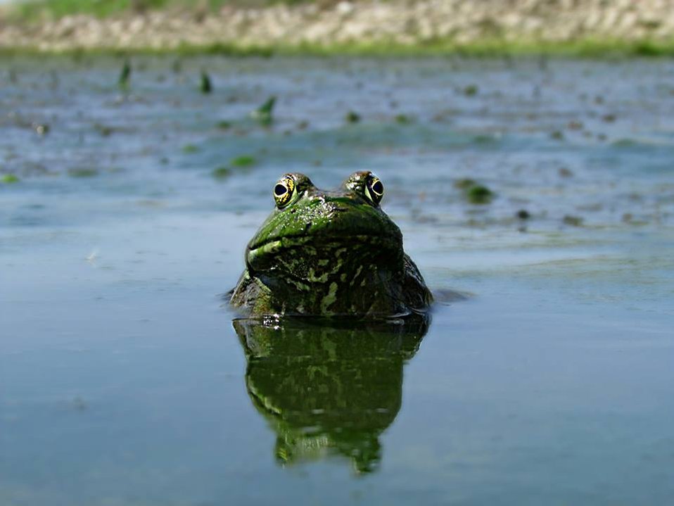 Public Domain Picture Bullfrog ID 13975075811157