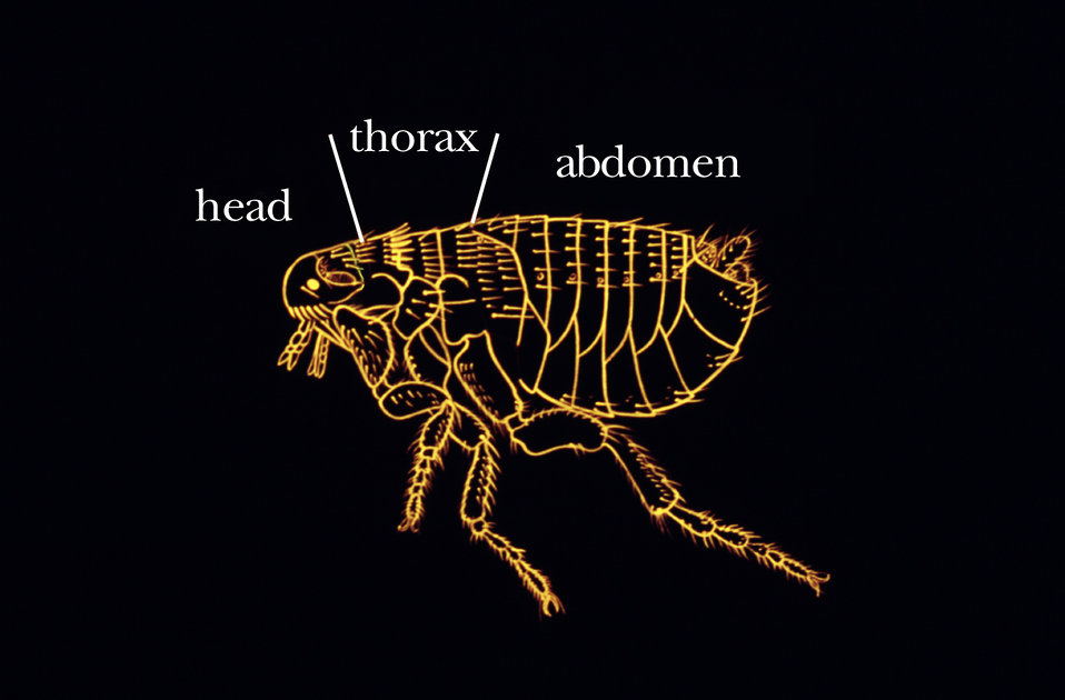 Public Domain Picture | This illustration shows some of the major ...