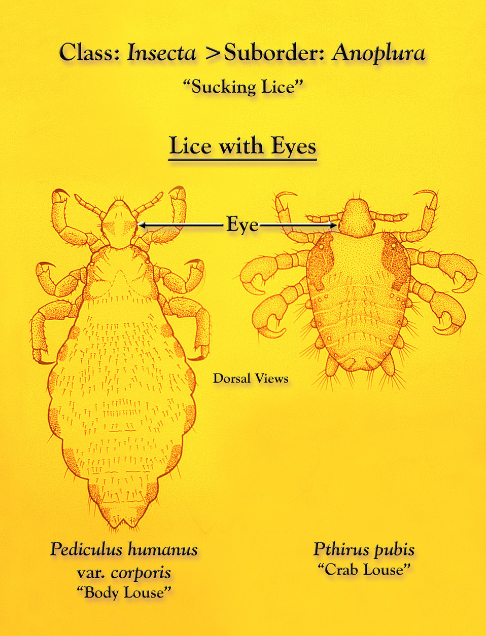 Public Domain Picture | This illustration depicts two members of the suborder Anoplura or ...