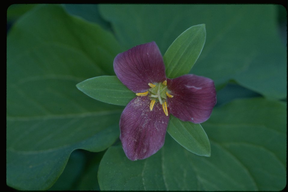 Public Domain Picture | Medium shot of purple Trillium. | ID: 13946068224715 | PublicDomainFiles.com