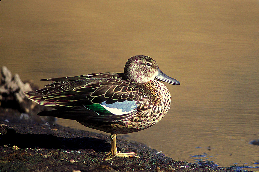 Public Domain Picture | Cinnamon Teal (female) | ID: 13965140413939 ...