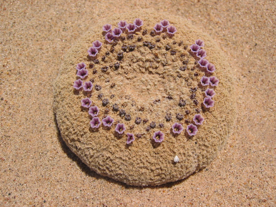 Public Domain Picture | Sand food | ID: 13971928218000 ...