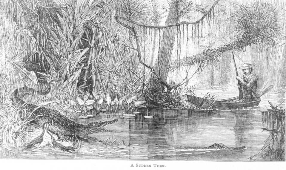 Public Domain Picture | A Sudden Turn - in 'Florida for Tourists ...