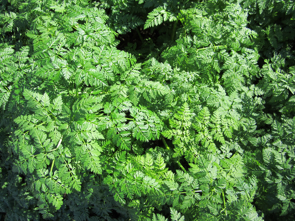 Public Domain Picture | Leaves | ID: 14001868821905 | PublicDomainFiles.com
