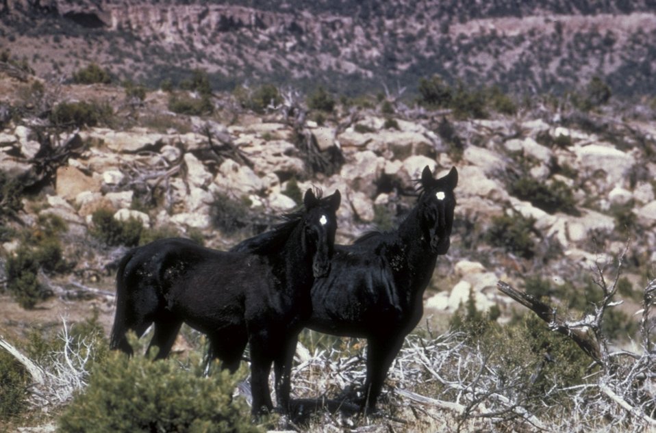 Public Domain Picture | Wild Horses out on the range. | ID ...