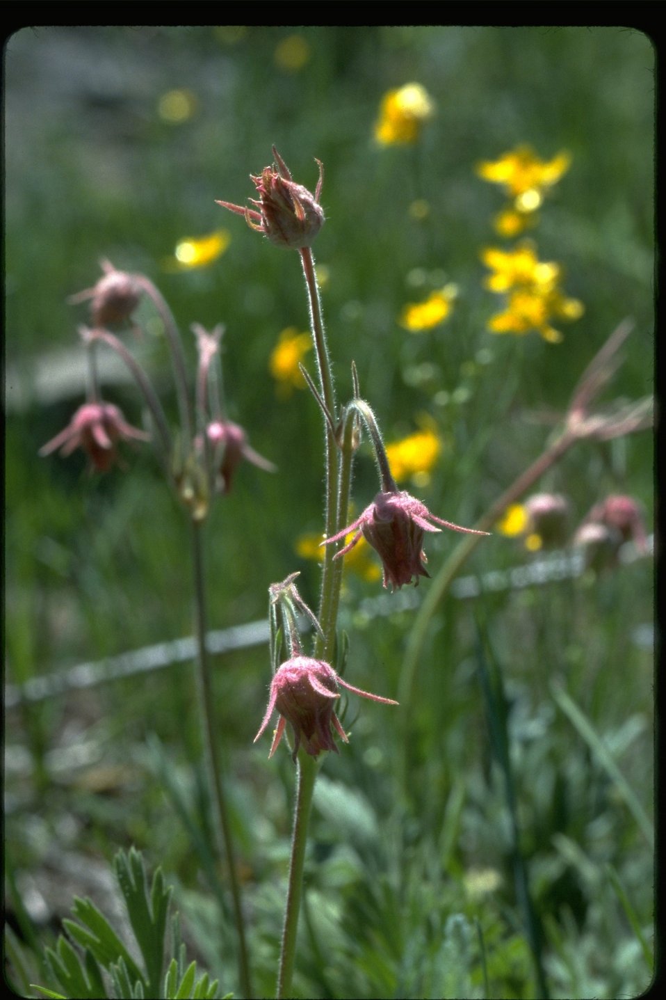 Public Domain Picture | Prairie Smoke wildflowers in early stage. | ID ...