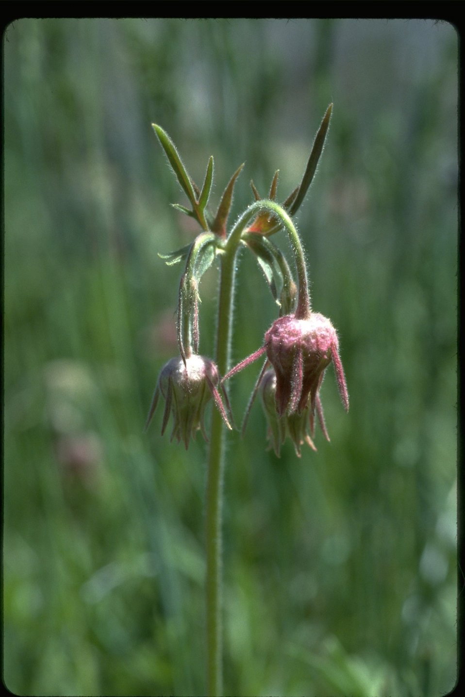 Public Domain Picture | Prairie Smoke wildflowers in early stage. | ID ...