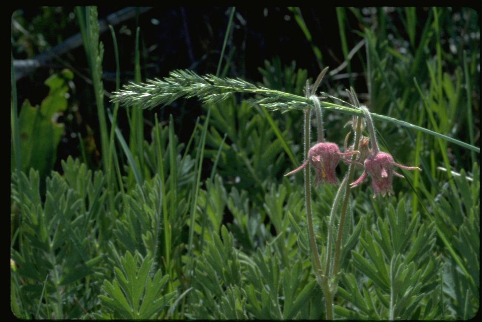Public Domain Picture | Long shot of Prairie Smoke wildflowers in early ...