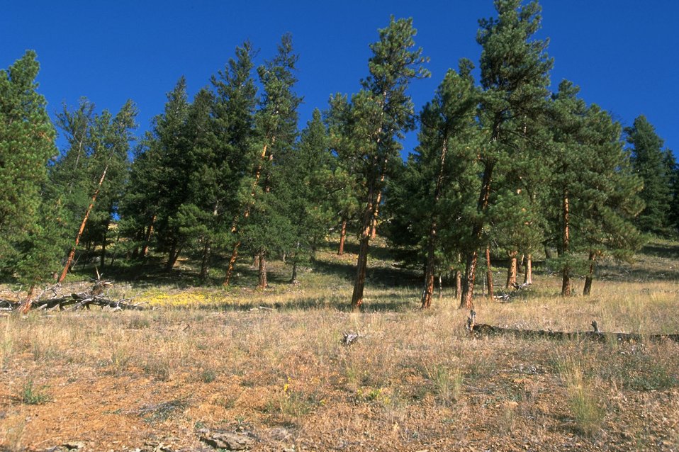 Public Domain Picture | Pine stand along Road to the Buffalo non ...