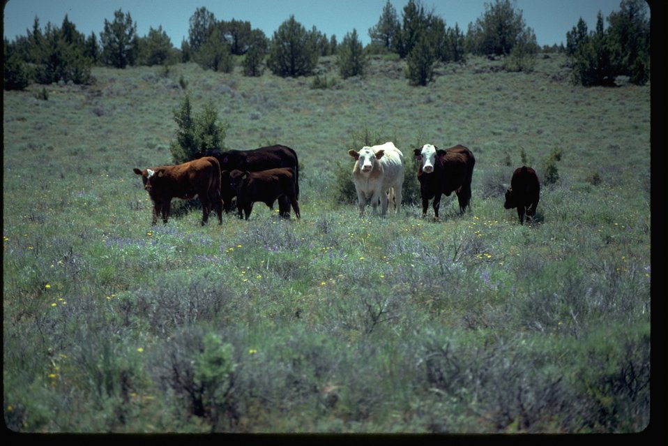 Public Domain Picture | Livestock grazing in the south steens mountain ...