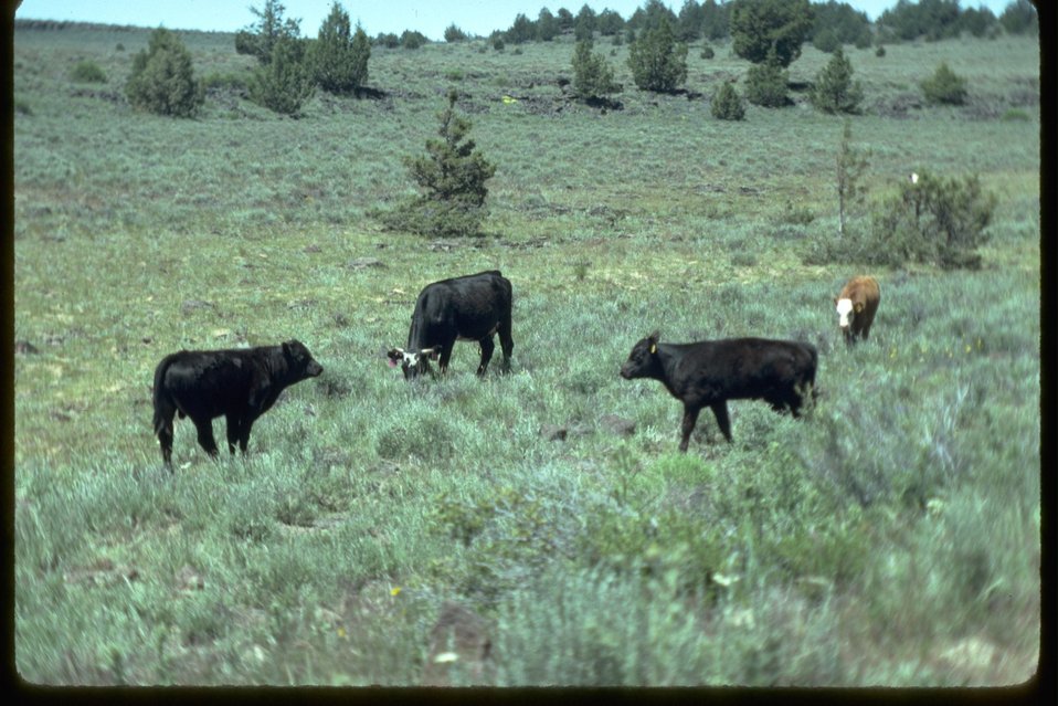 Public Domain Picture | Livestock grazing in the South Steens area ...