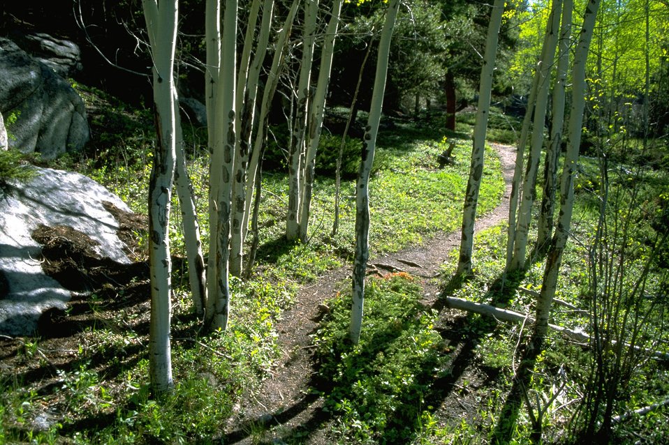 Public Domain Picture | Trail wandering through the Aspen | ID ...