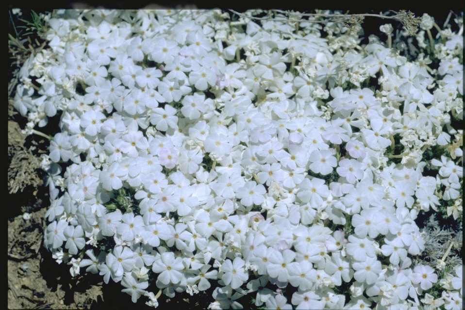 Public Domain Picture | Medium shot of phlox habitat. | ID ...