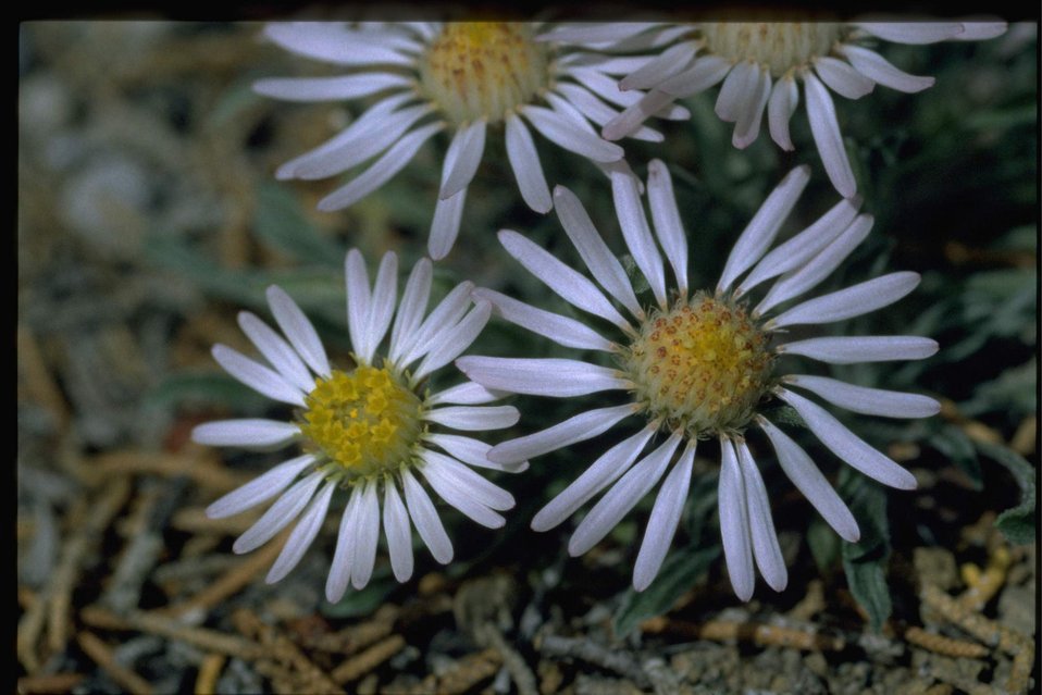 Public Domain Picture | Medium shot of thread-leafed daisies. | ID ...