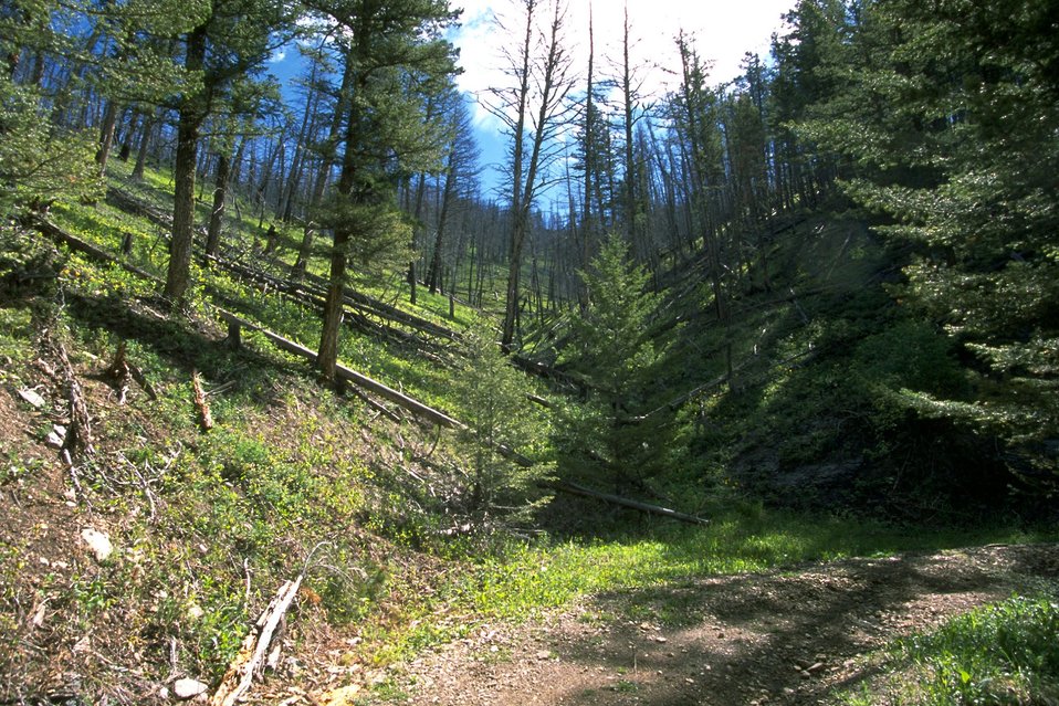 Public Domain Picture | An old burn area in the Judith Mountains | ID ...