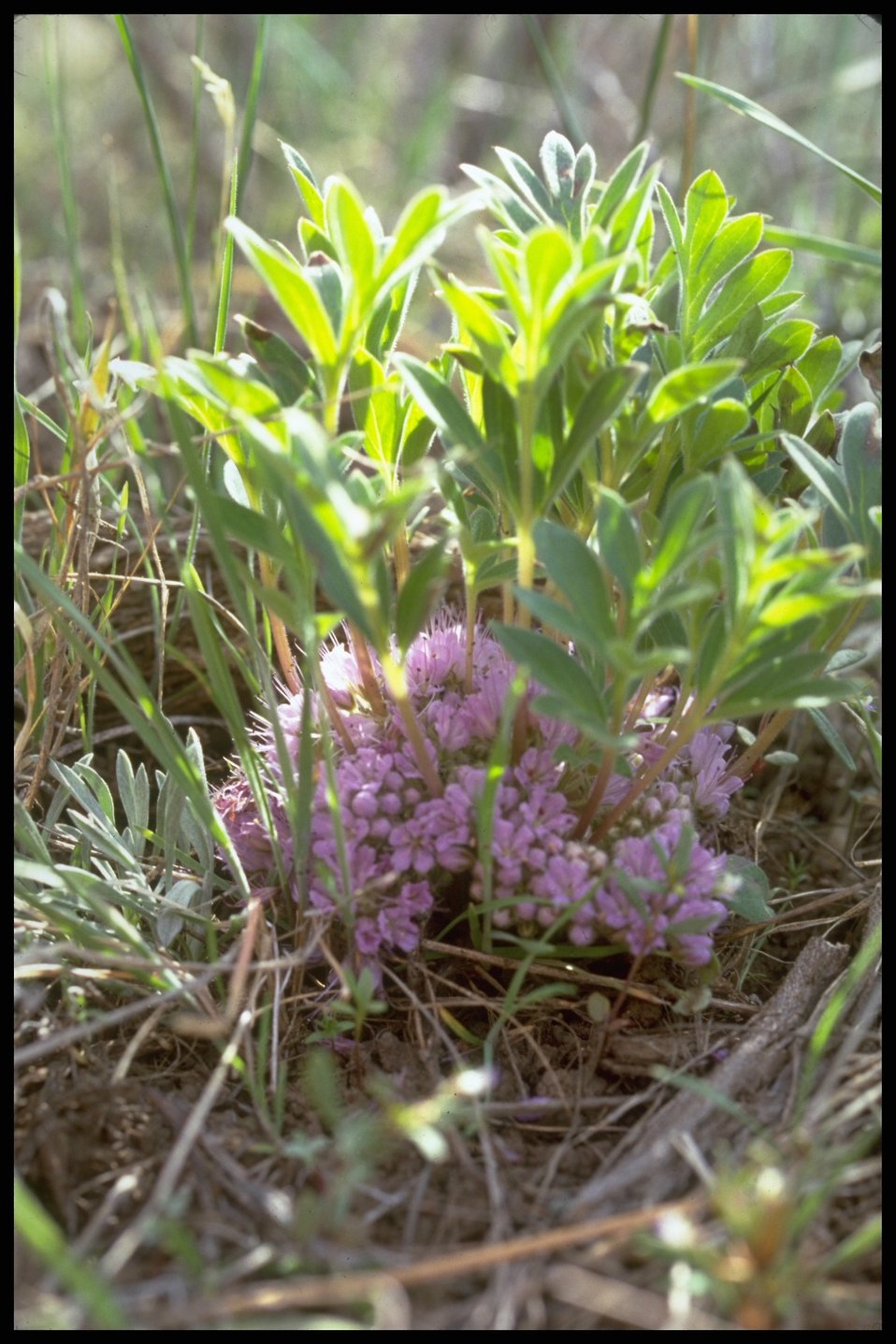 Public Domain Picture | Medium shot of Water Leaf wildflower habitat ...