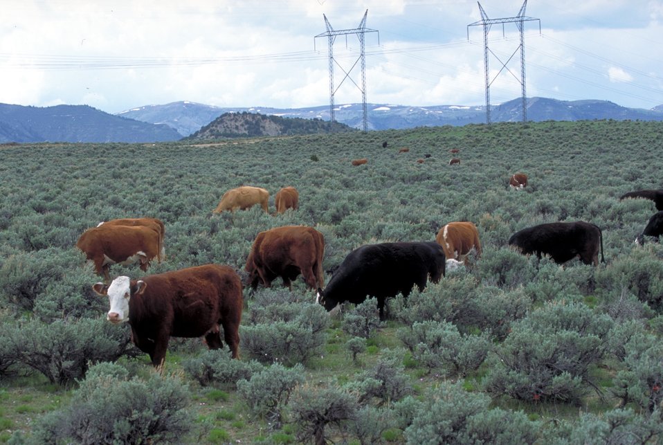 Public Domain Picture | Livestock grazing on BLM lands near Price, Utah ...
