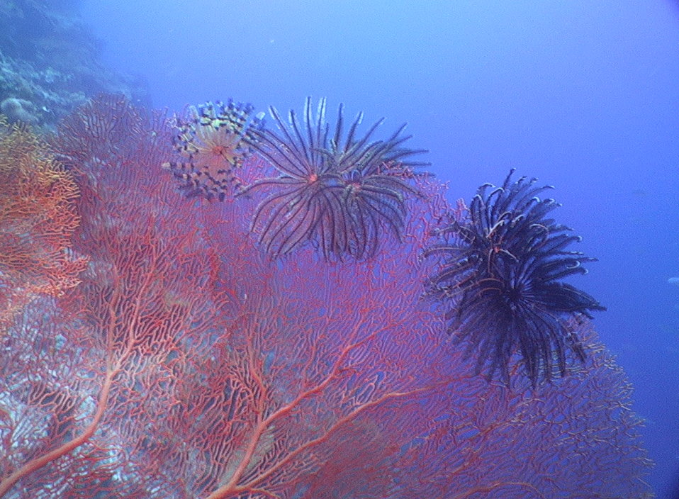 Public Domain Picture | Crinoidea, ook wel bekend als zeelelies en ...