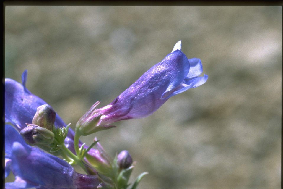 Public Domain Picture | Closeup shot of Penstemon wildflower. | ID ...
