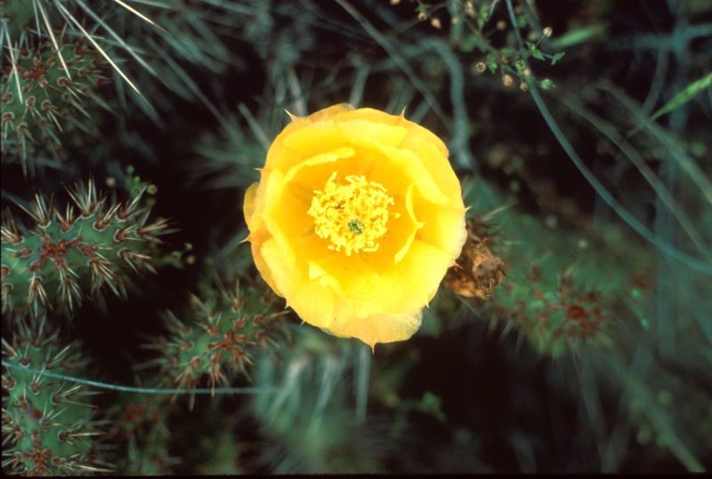 Public Domain Picture | Flower Upper Columbia-Salmon Clearwater ...
