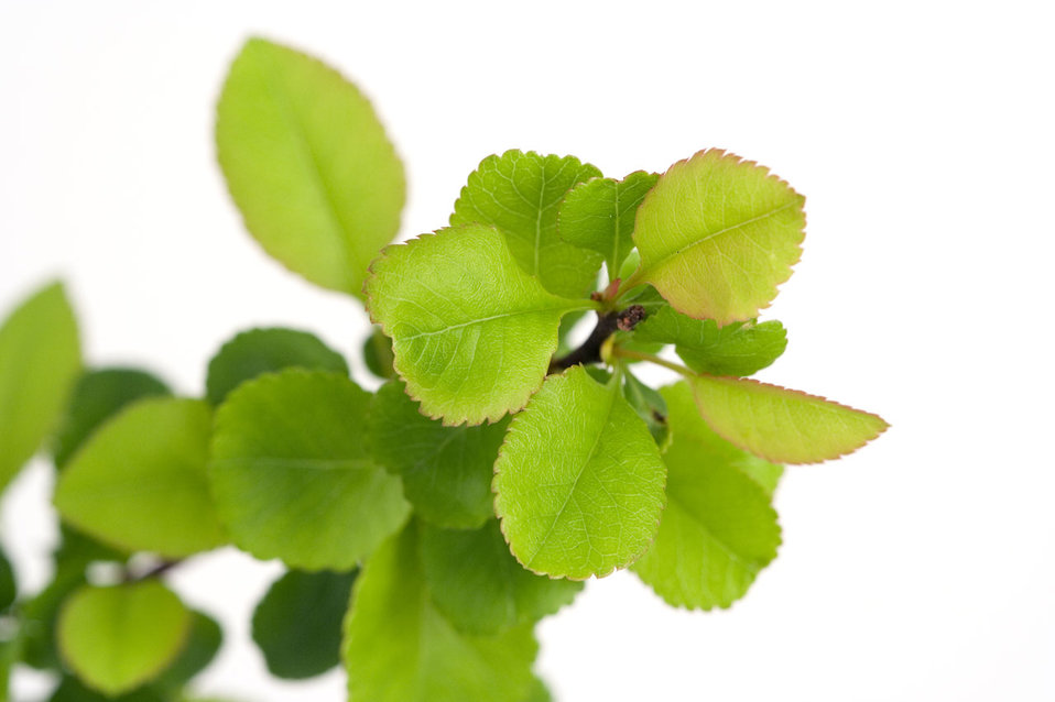 Public Domain Picture | Fresh leaves | ID: 13944357618797 ...