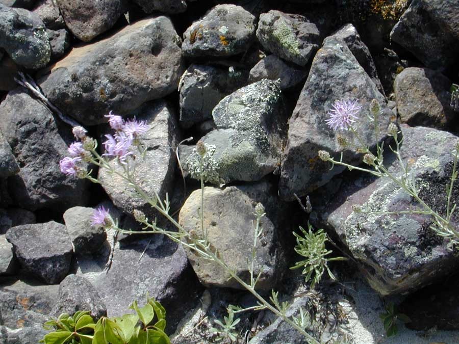 Public Domain Picture | Rush Skeleton Weed Idaho vegetation Plants in ...