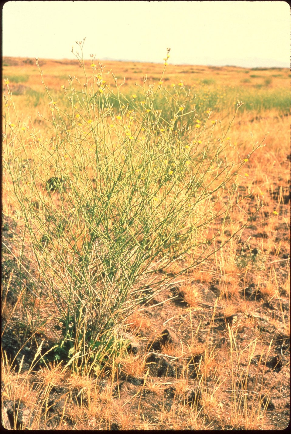 Public Domain Picture | Rush Skeleton Weed Idaho vegetation Plants in ...