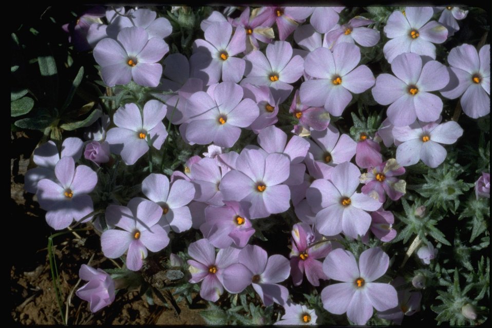 Public Domain Picture | Medium shot of Phlox wildflowers. | ID ...