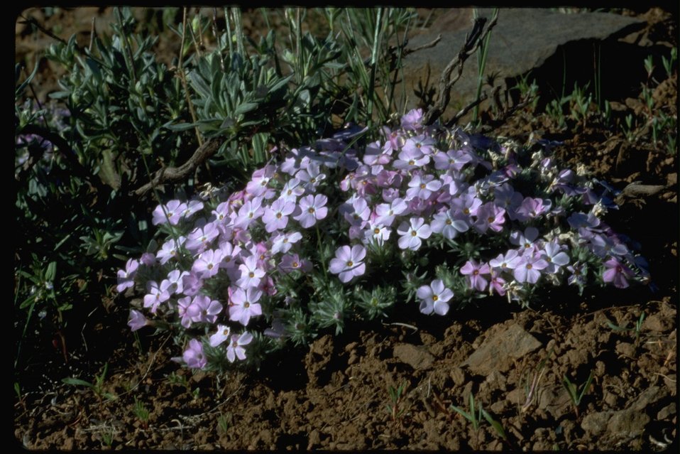 Public Domain Picture | Medium shot of Phlox wildflowers. | ID ...