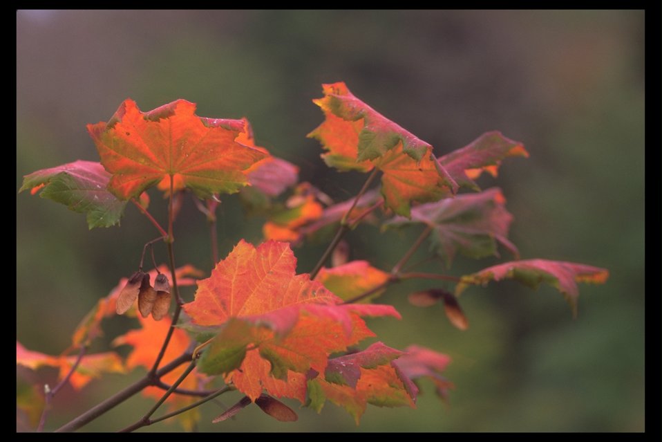 Public Domain Picture | Fall leaves in Lithia Park, Ashland. | ID ...