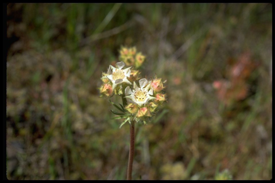 Public Domain Picture | Horkelia congesta ssp. congesta, commonly known ...