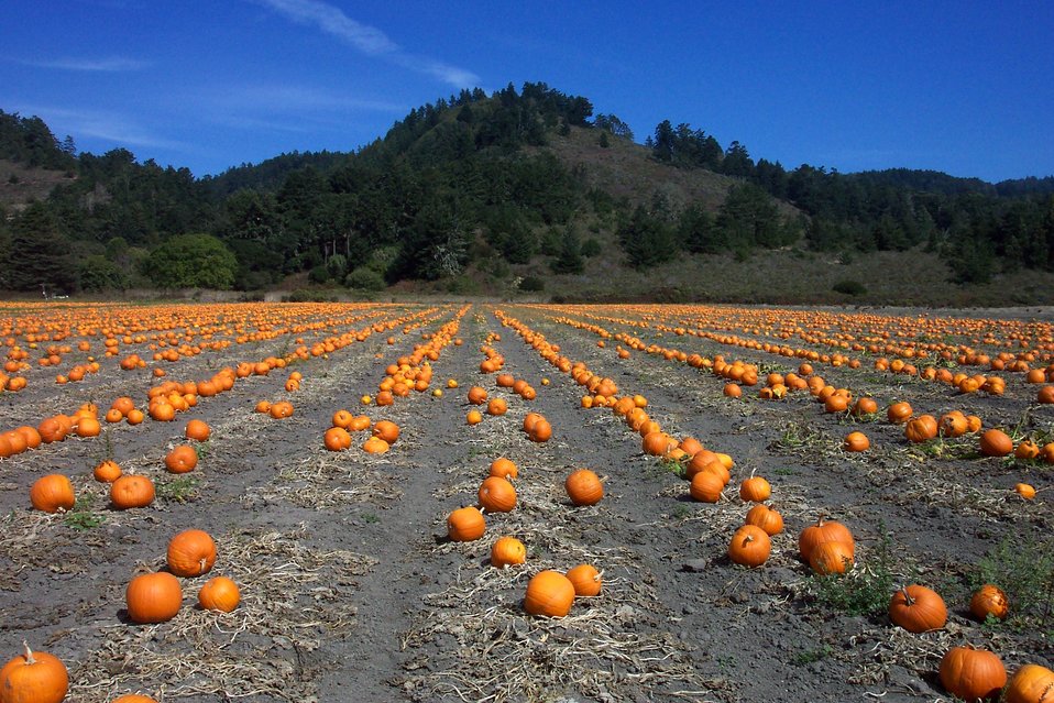 Public Domain Picture | A pumpkin patch along Highway 1 north of ...