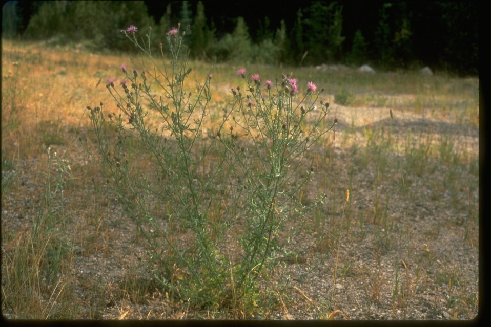 Public Domain Picture | A single Spotted Knapweed. | ID: 13949235619130 ...